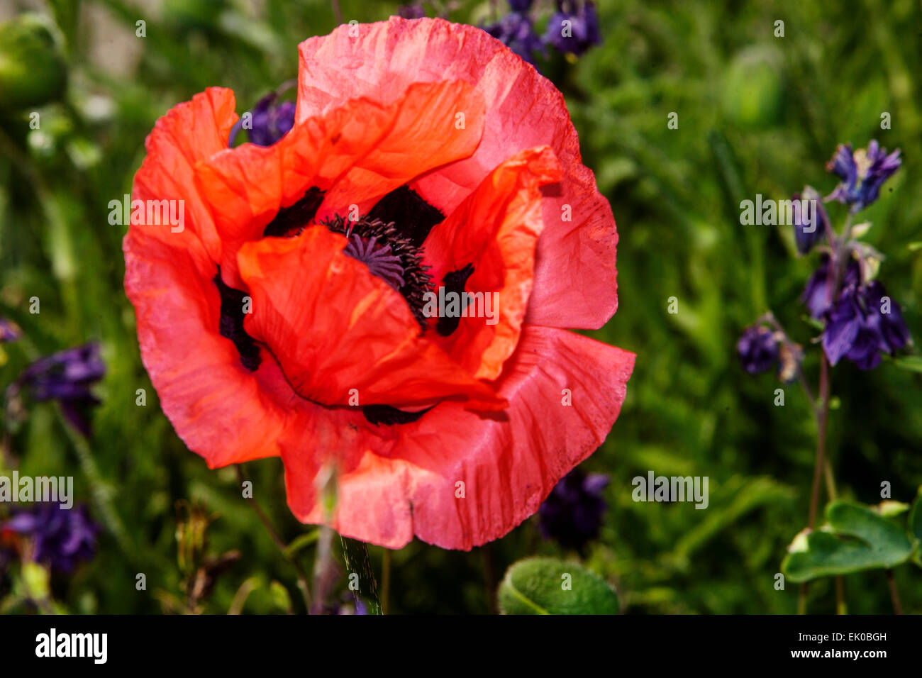 Garden Papaver orientale, Red oriental poppy Stock Photo - Alamy