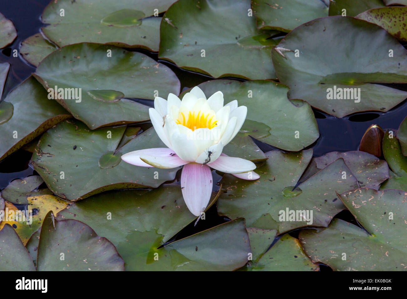 Diy Water Lilies Floating Pot For Pond at Maria Spillman blog