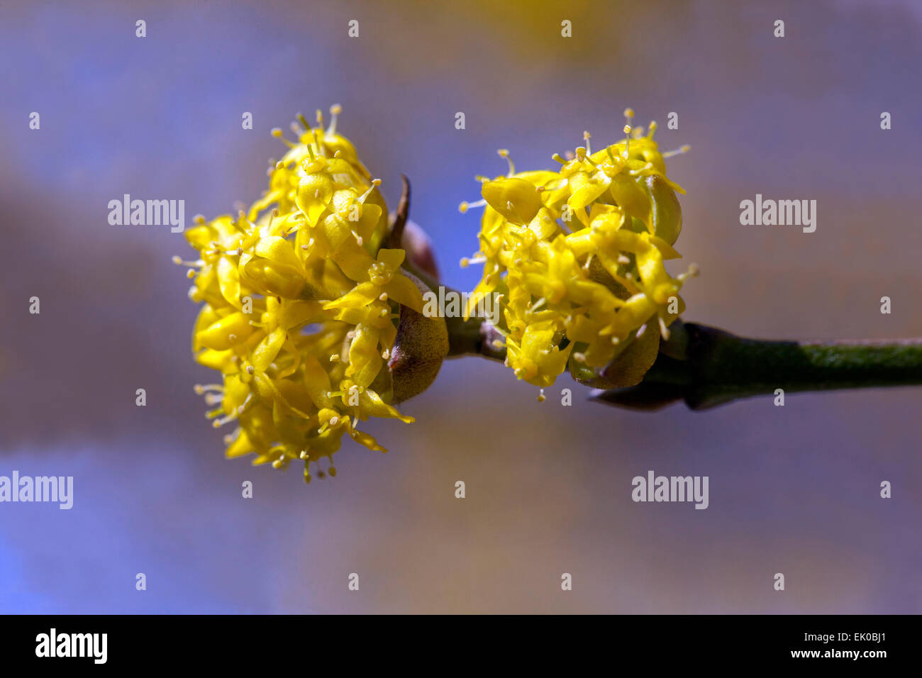 Cornus mas, Cornelian Cherry flowers, close up, flowering in late ...