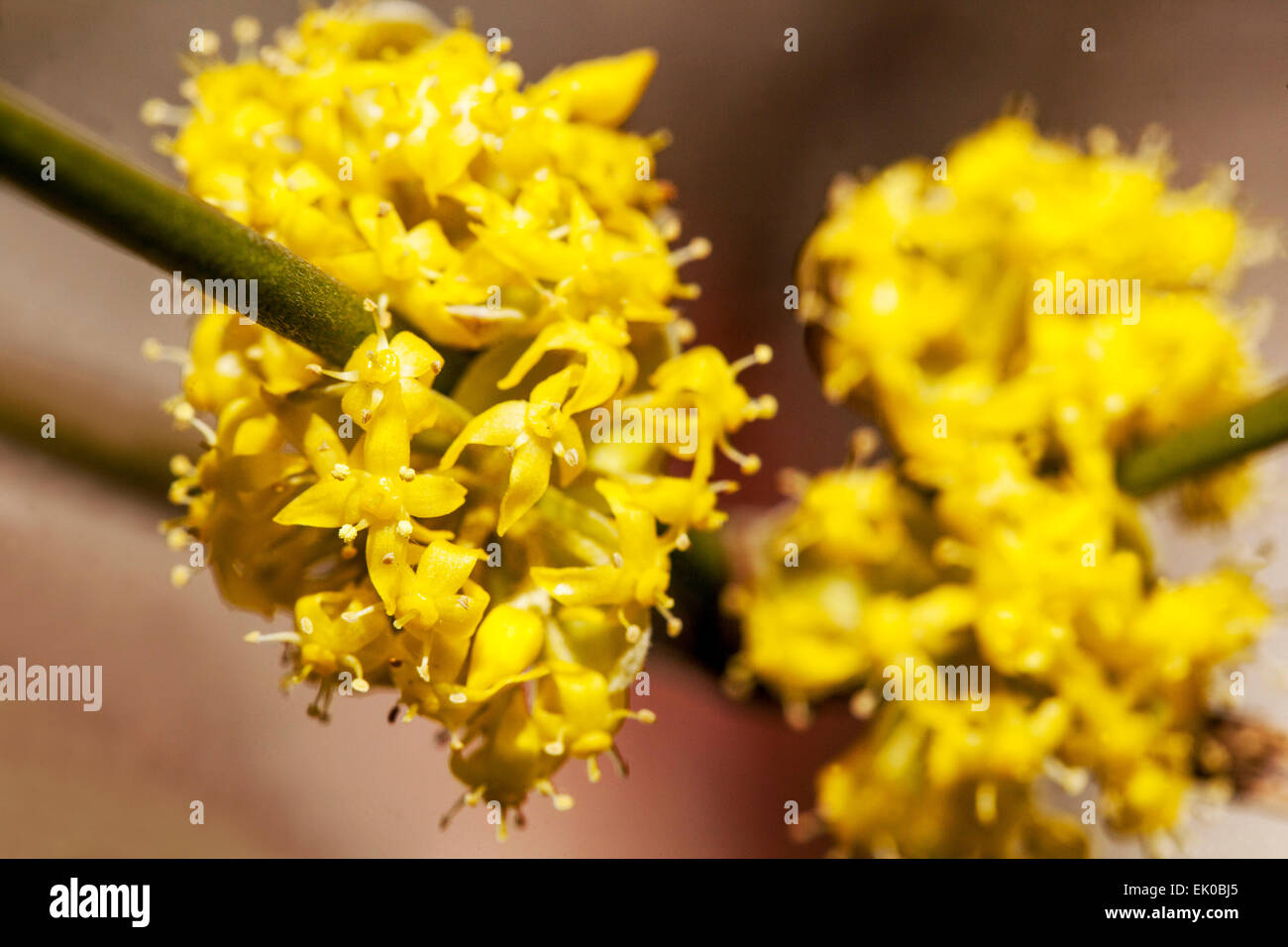 Cornus mas, Cornelian Cherry flowers, close up, flowering in late ...
