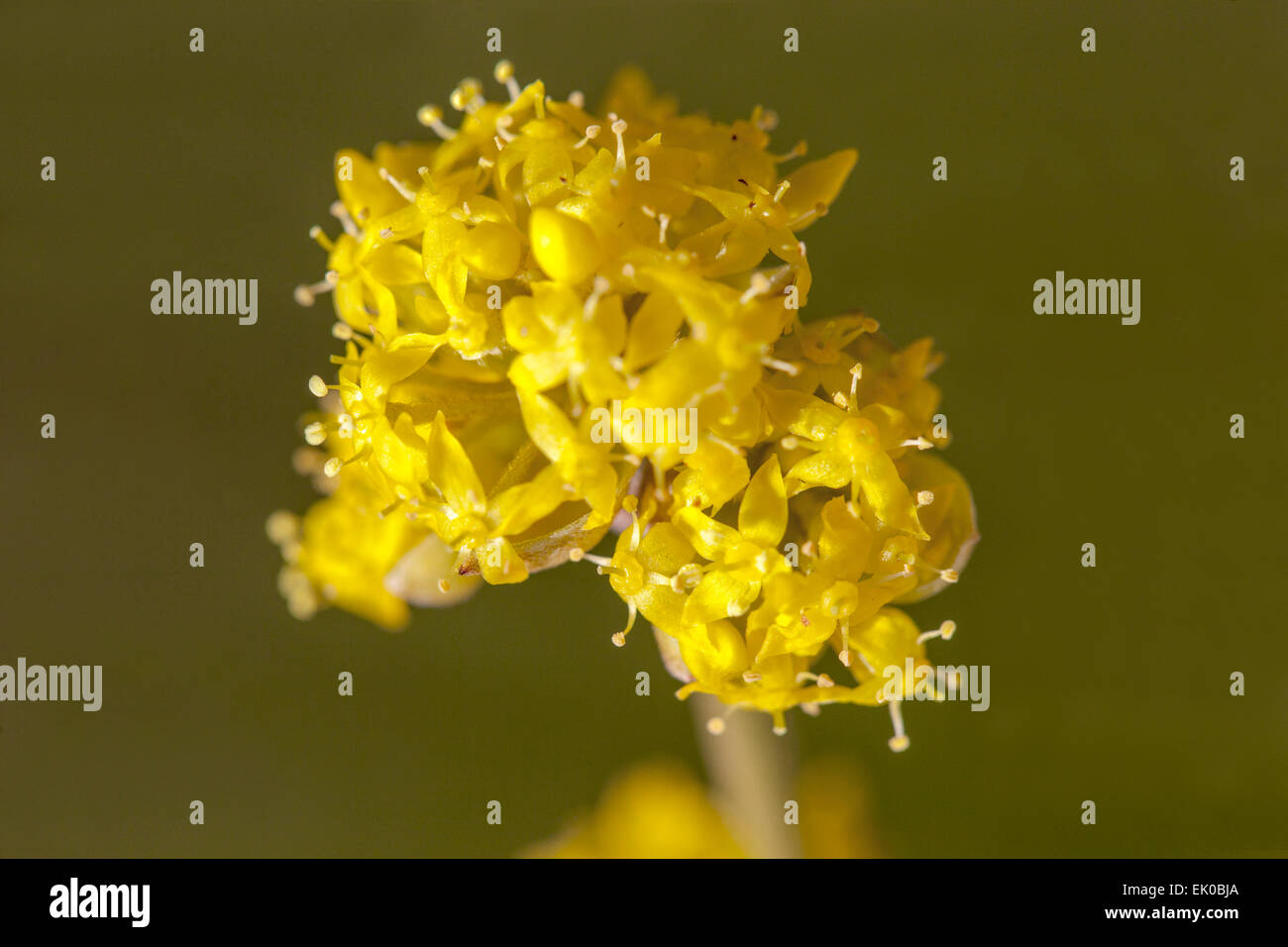 Cornus mas, Cornelian Cherry flower, close up, flowering in late winter ...