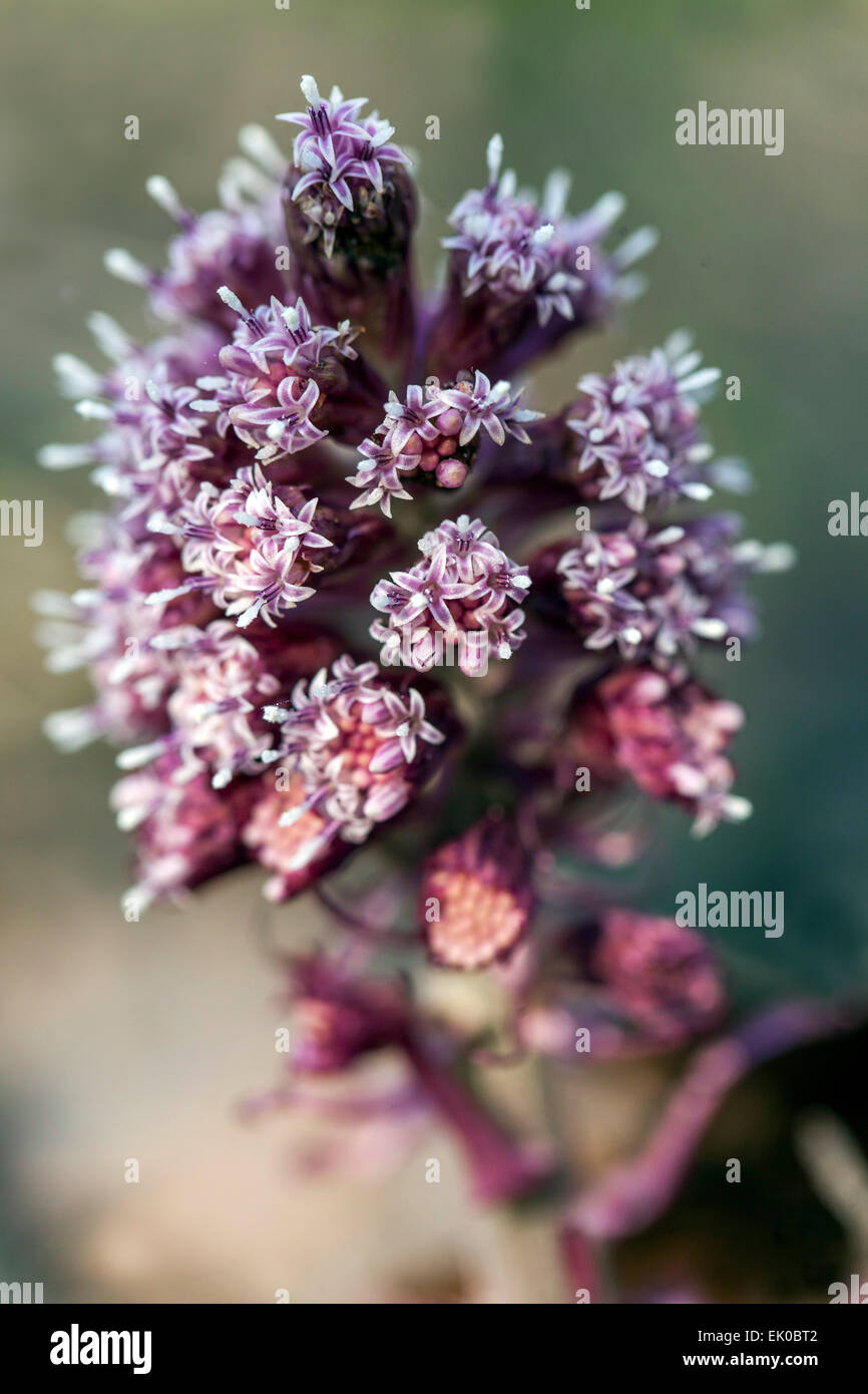 Petasites Hybridus High Resolution Stock Photography and Images - Alamy