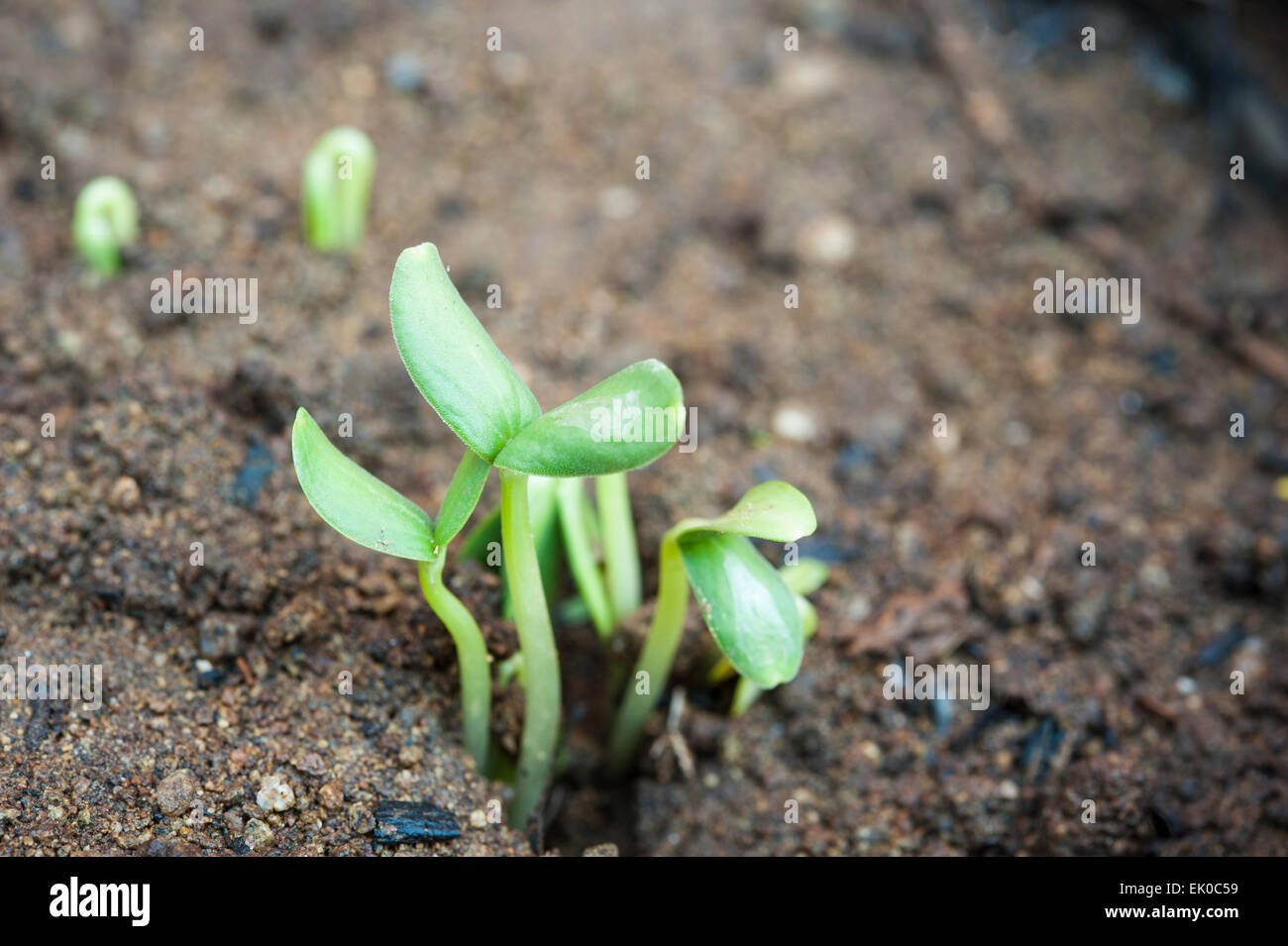 New plant sprouts break through the ground and open their first leaves ...