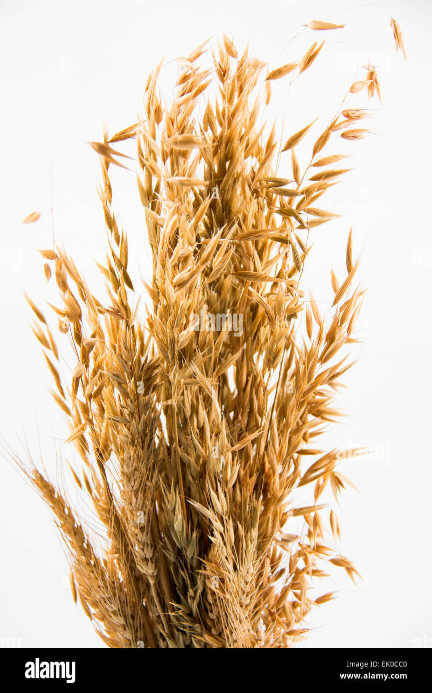 A spike of oat closeup and isolated Stock Photo - Alamy