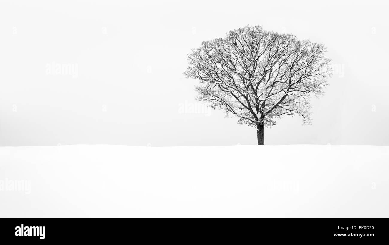 Lone snowy tree Stock Photo - Alamy