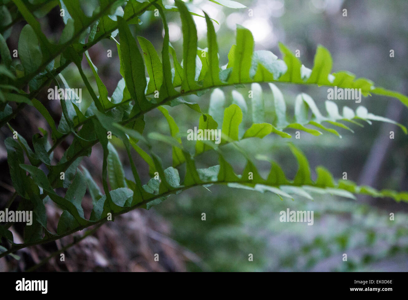 Fern growing from a rock hi-res stock photography and images - Alamy