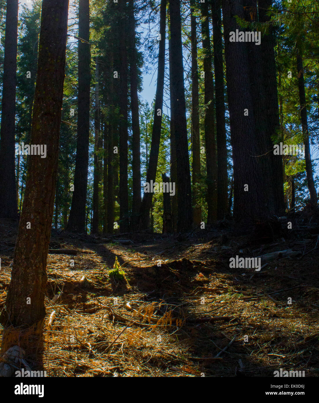A forest meadow in the morning light; trees reaching skyward Stock ...