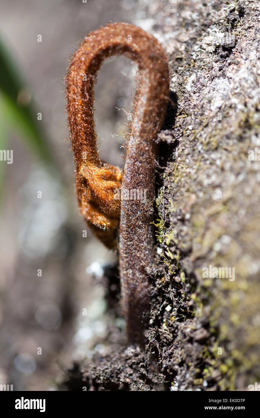 A un-fulling frond of a fern, growing in a National Park in Tasmania ...