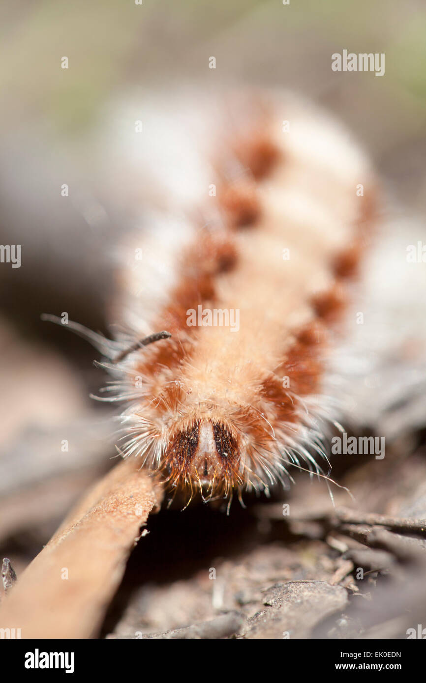 Grub Insect Stock Photos & Grub Insect Stock Images - Alamy