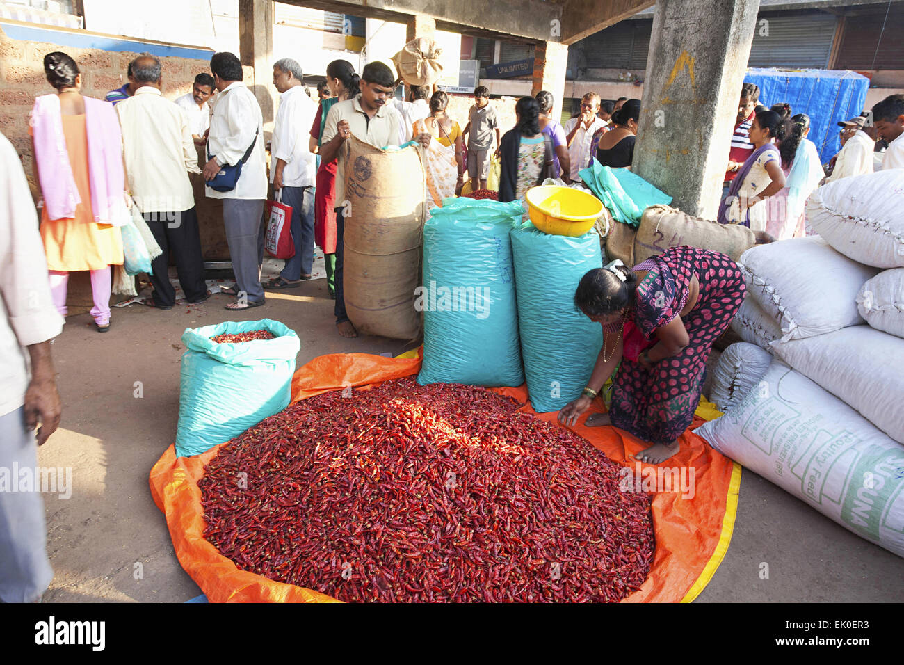 Local chilly market vendor at friday Mapusa market, Goa, India Stock ...