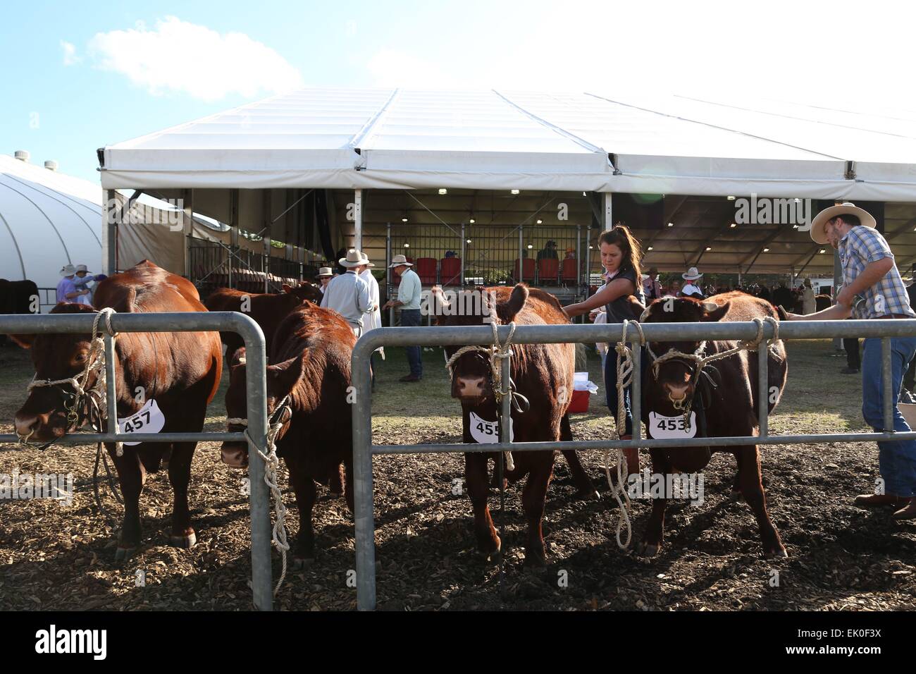 Australian Cattle Farmer Stock Photos & Australian Cattle Farmer Stock ...