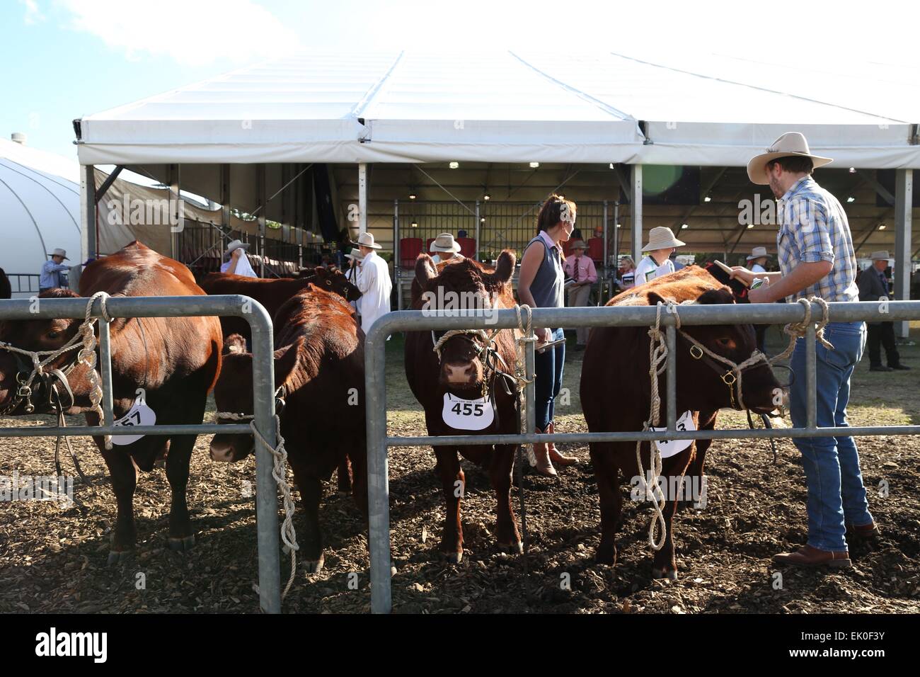 Cattle at the Sydney Royal Easter Show. Credit: Richard Milnes/Alamy ...