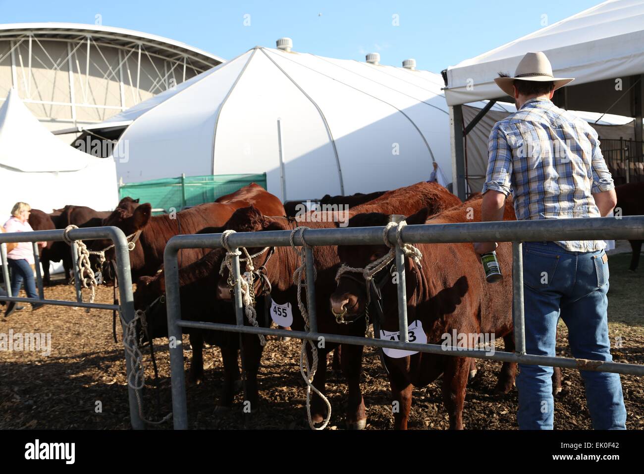 Australian cattle farmer hi-res stock photography and images - Alamy