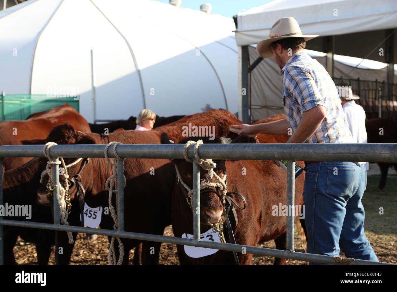Cattle at the Sydney Royal Easter Show. Credit: Richard Milnes/Alamy ...