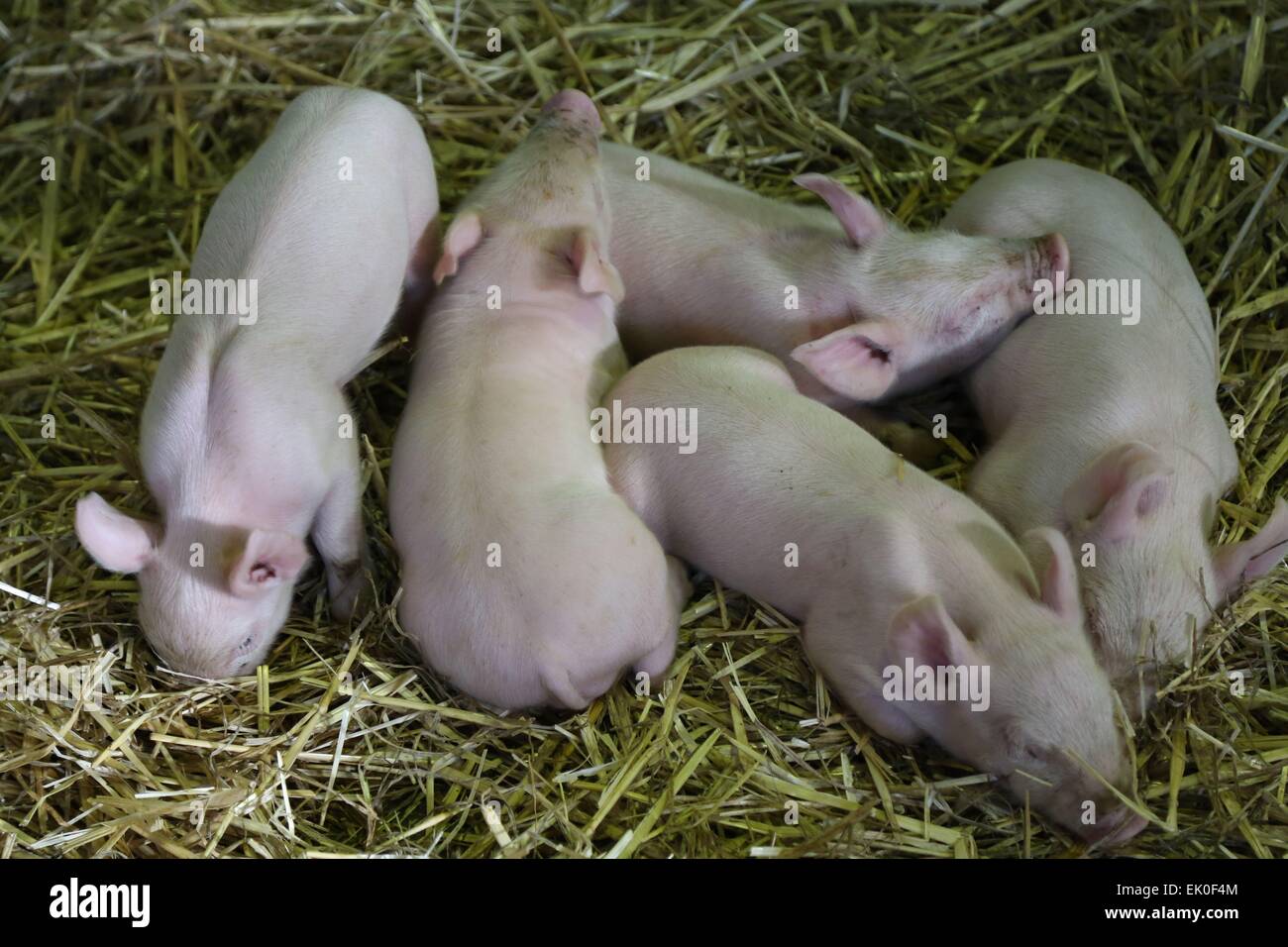 Piglets at the Sydney Royal Easter Show. Credit: Richard Milnes/Alamy ...
