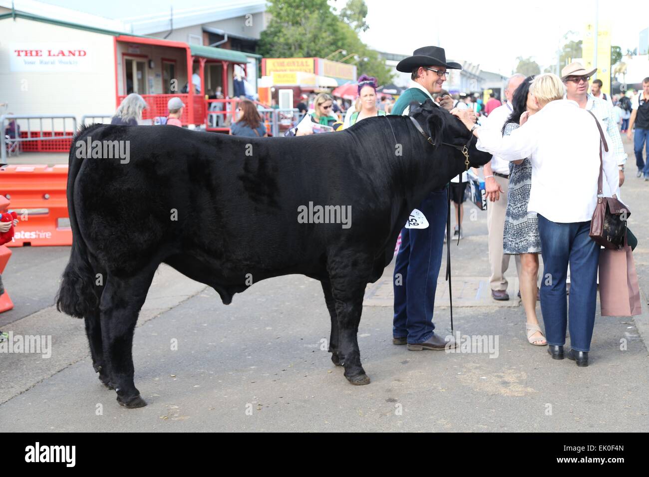 Cattle at the Sydney Royal Easter Show. Credit: Richard Milnes/Alamy ...