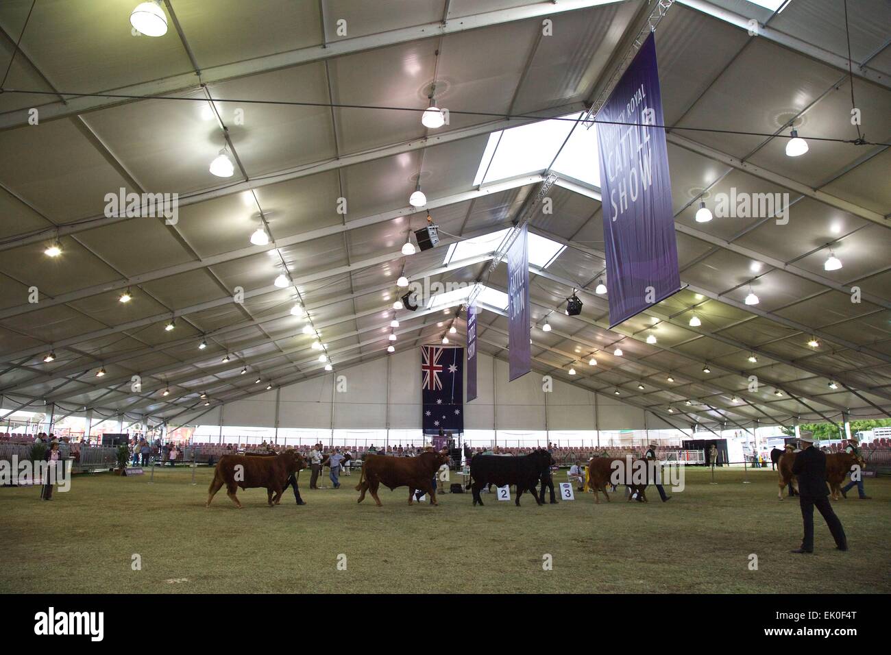 Cattle at the Sydney Royal Easter Show. Credit: Richard Milnes/Alamy ...