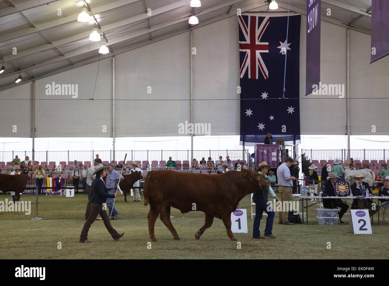 Cattle at the Sydney Royal Easter Show. Credit: Richard Milnes/Alamy ...