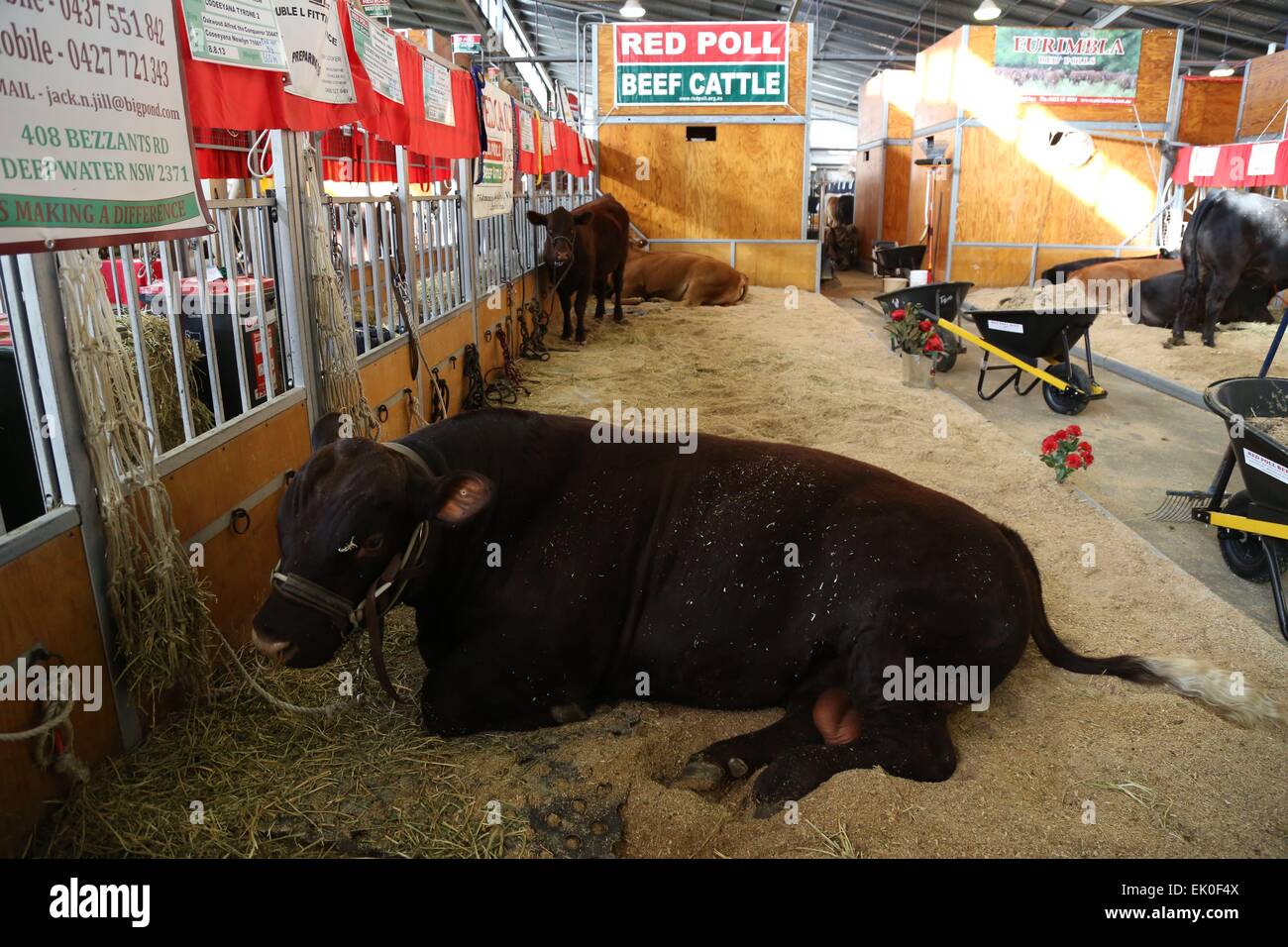 Red Poll Stock Photos & Red Poll Stock Images - Alamy