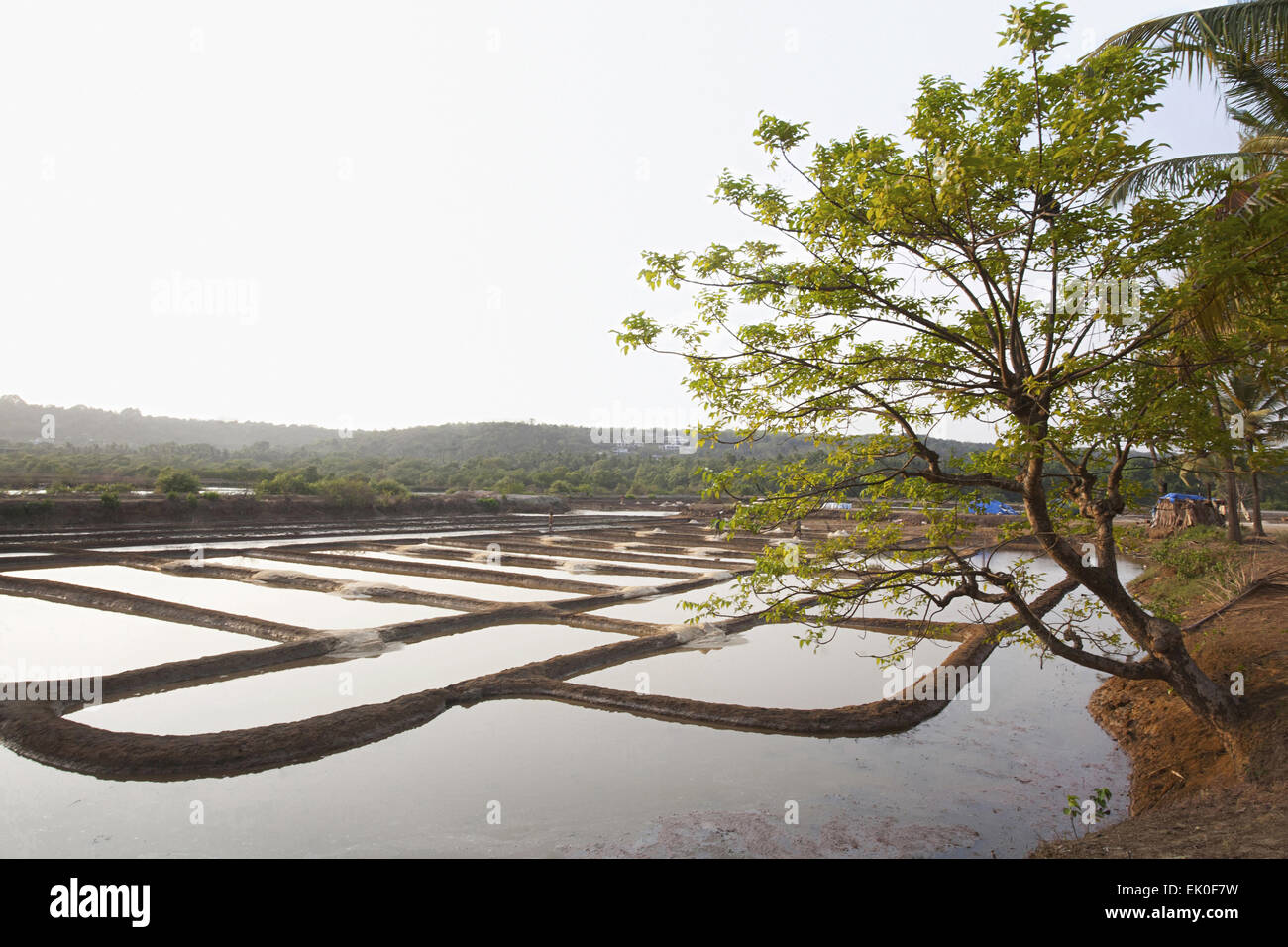 Traditional salt pans, nerul Bardez, Goa, India Stock Photo - Alamy