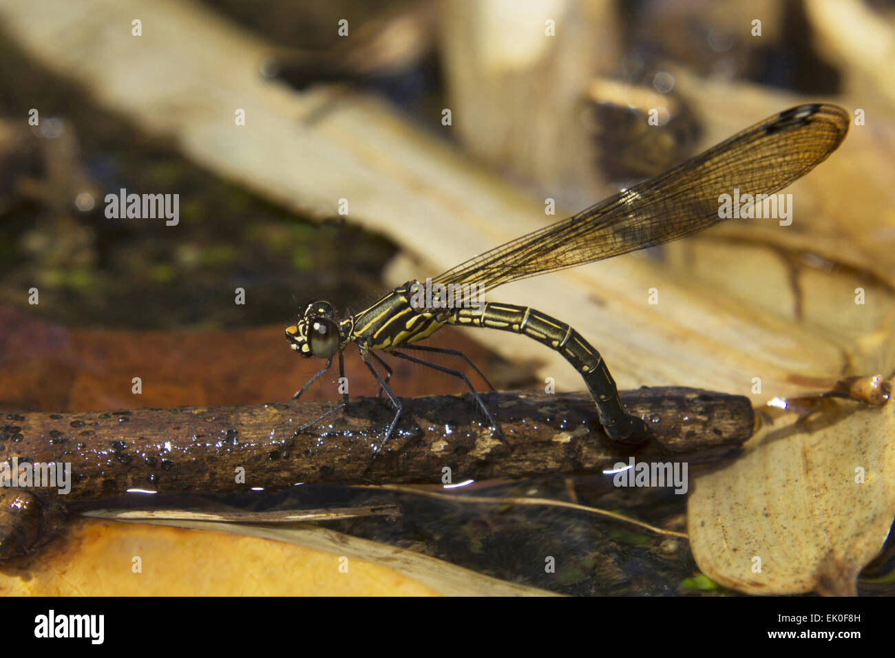 Damselflies, Stream Heliodor, Libellago sp, Chlorocyphidae ...