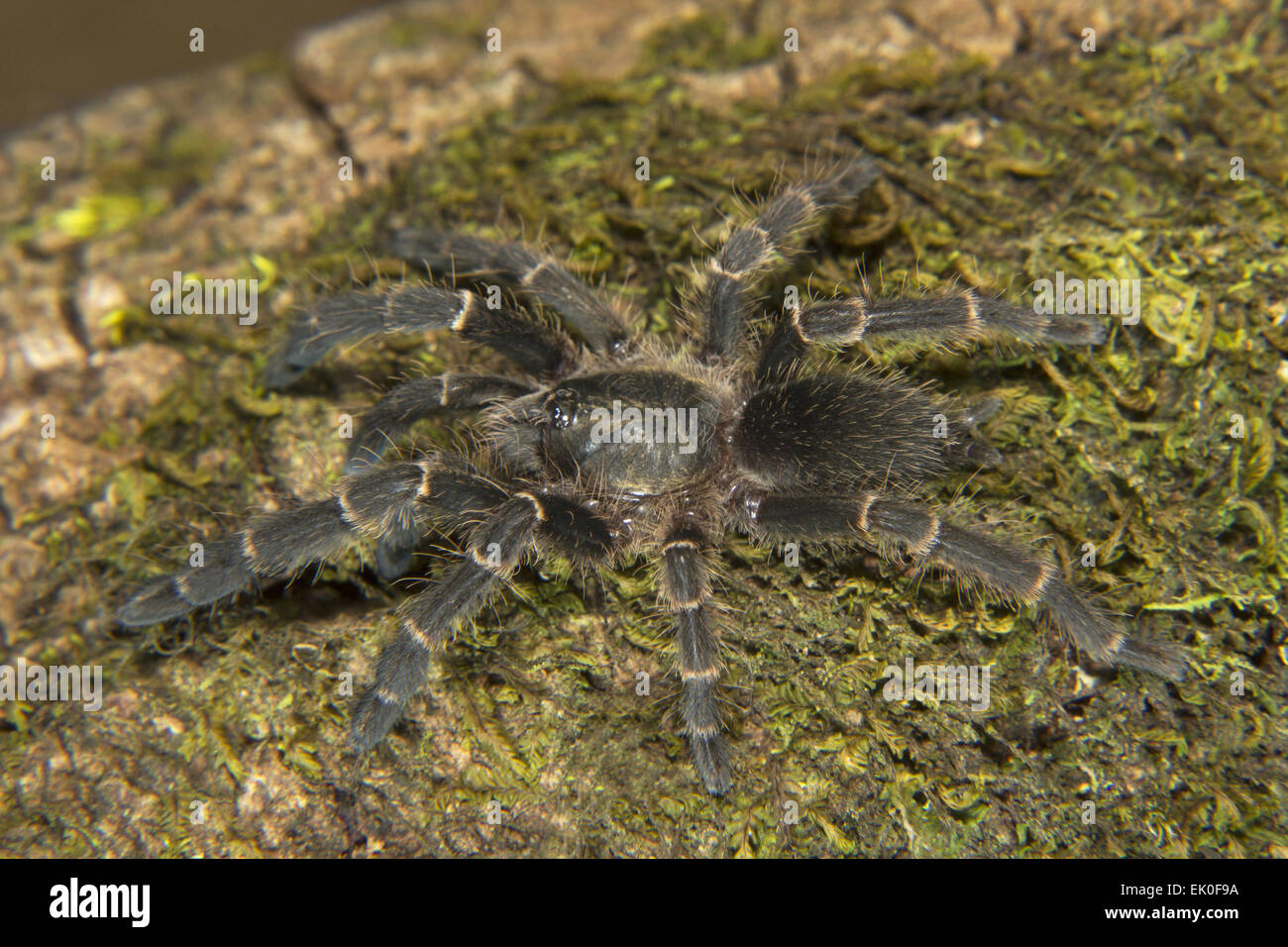 Theraphosidae, Silent Valley National Park, Kerala. Tarantula Stock ...