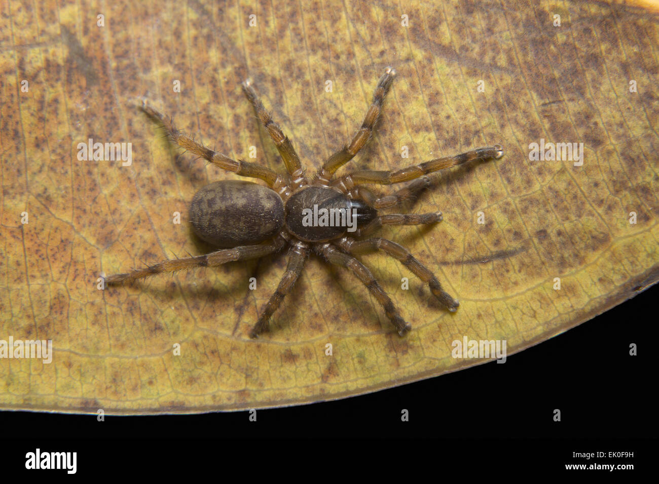 Brush footed spider hi-res stock photography and images - Alamy