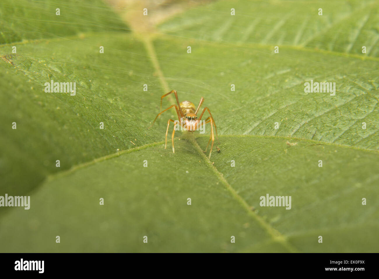 Large ant like insect hi-res stock photography and images - Alamy