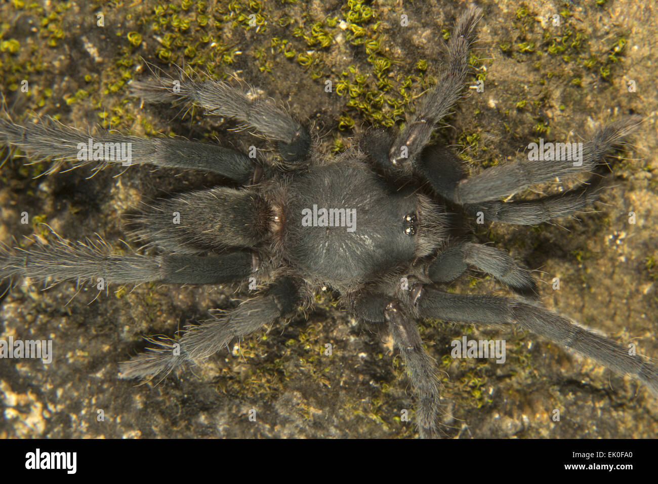 Annandaliella sp, Theraphosidae, Neyyar wildlife sanctuary, Kerala ...