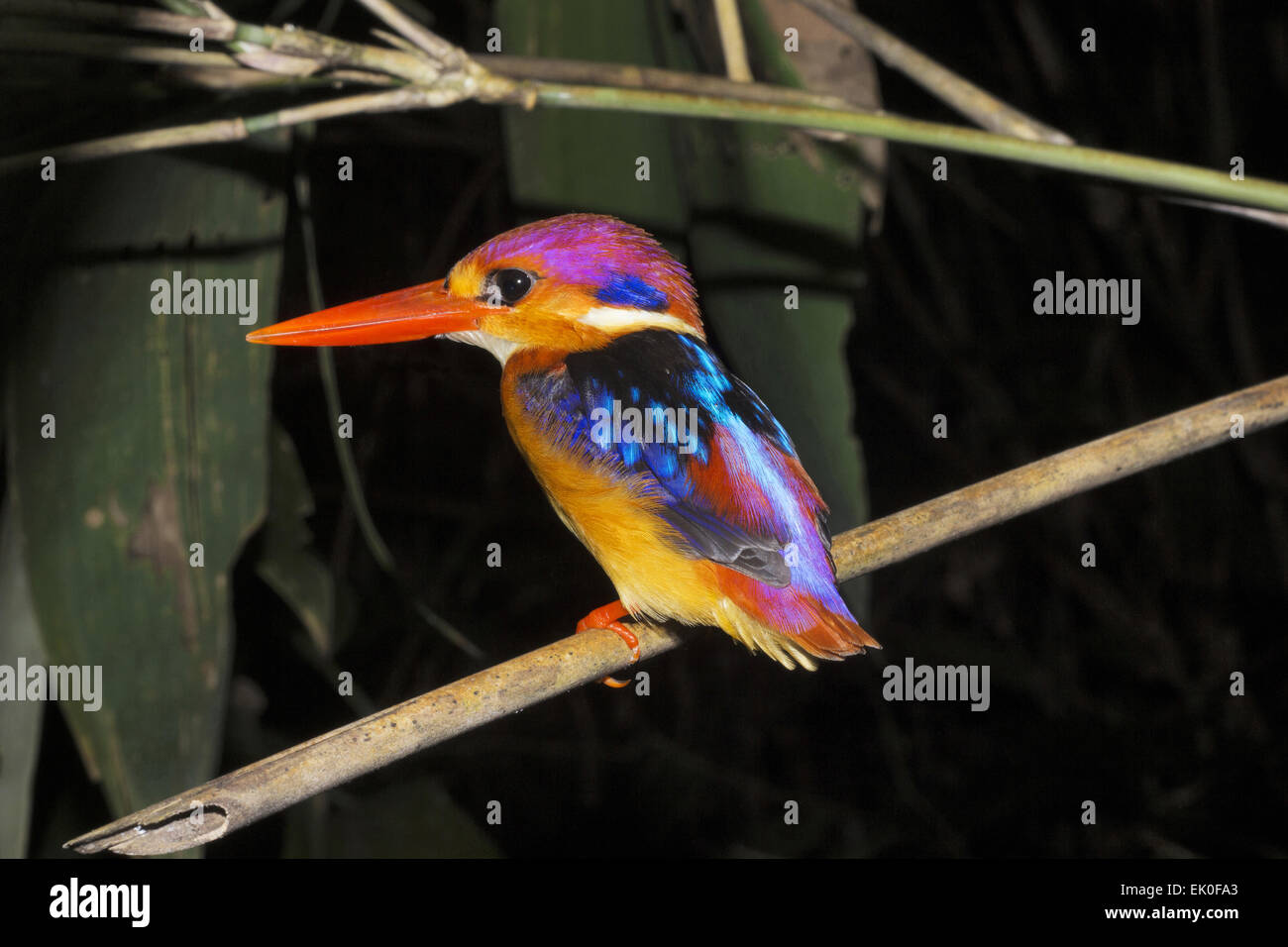 Oriental dwarf kingfisher , Ceyx erithaca , Alcedinidae, Thenmala ...