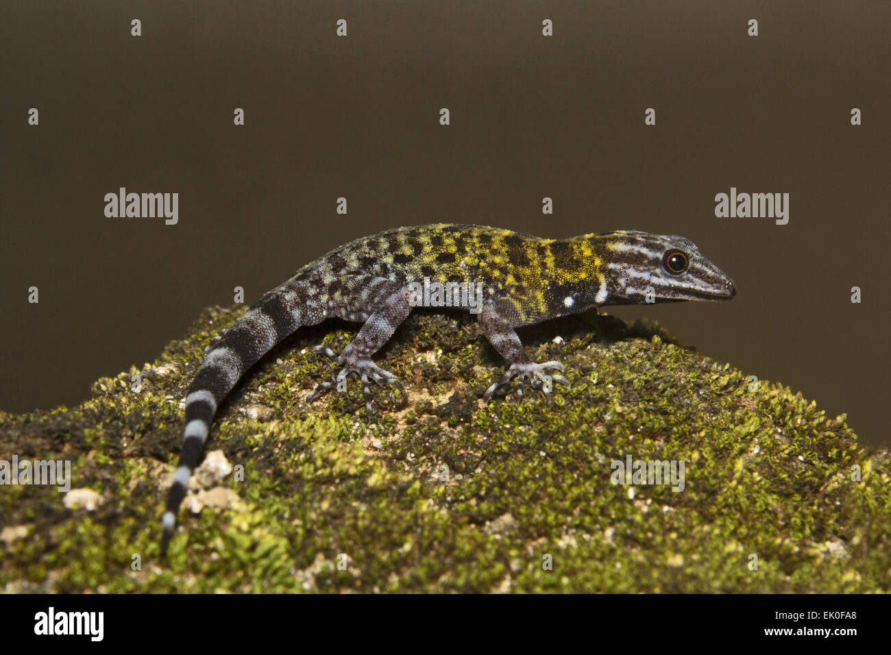 Dwarf gecko, Male Cnemaspis sp, Gekkonidae, Thenmala, Kerala. India ...