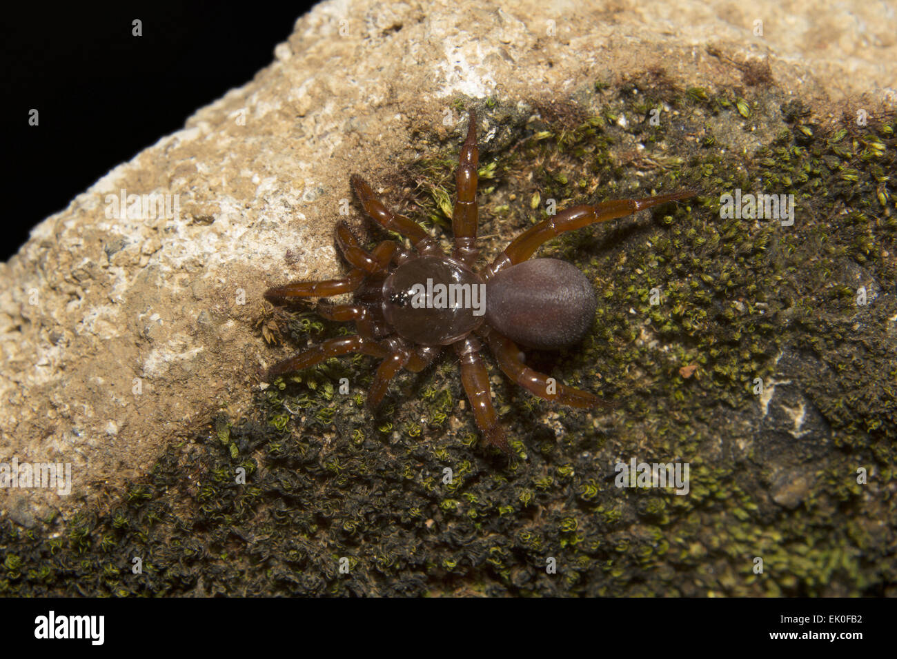Idiops sp, Idiopidae, Thenmala, Kerala. Trapdoor spider Stock Photo - Alamy