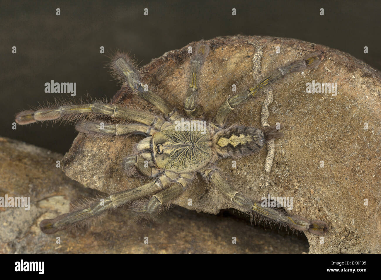 Reddish parachute spider, Poecilotheria rufilata, Theraphosidae, Pepper ...