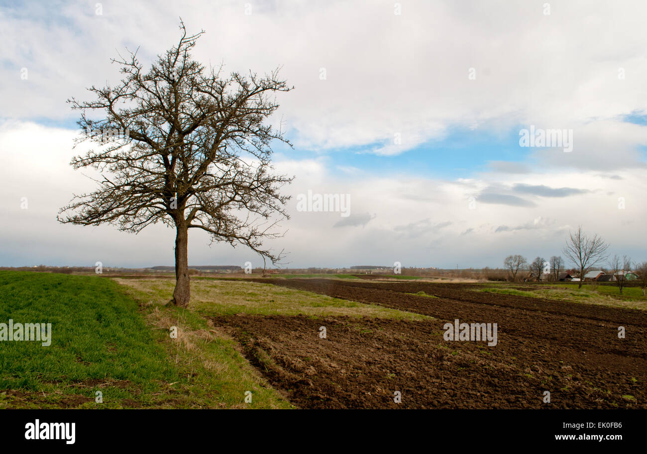 spring tree and blue sky Stock Photo - Alamy