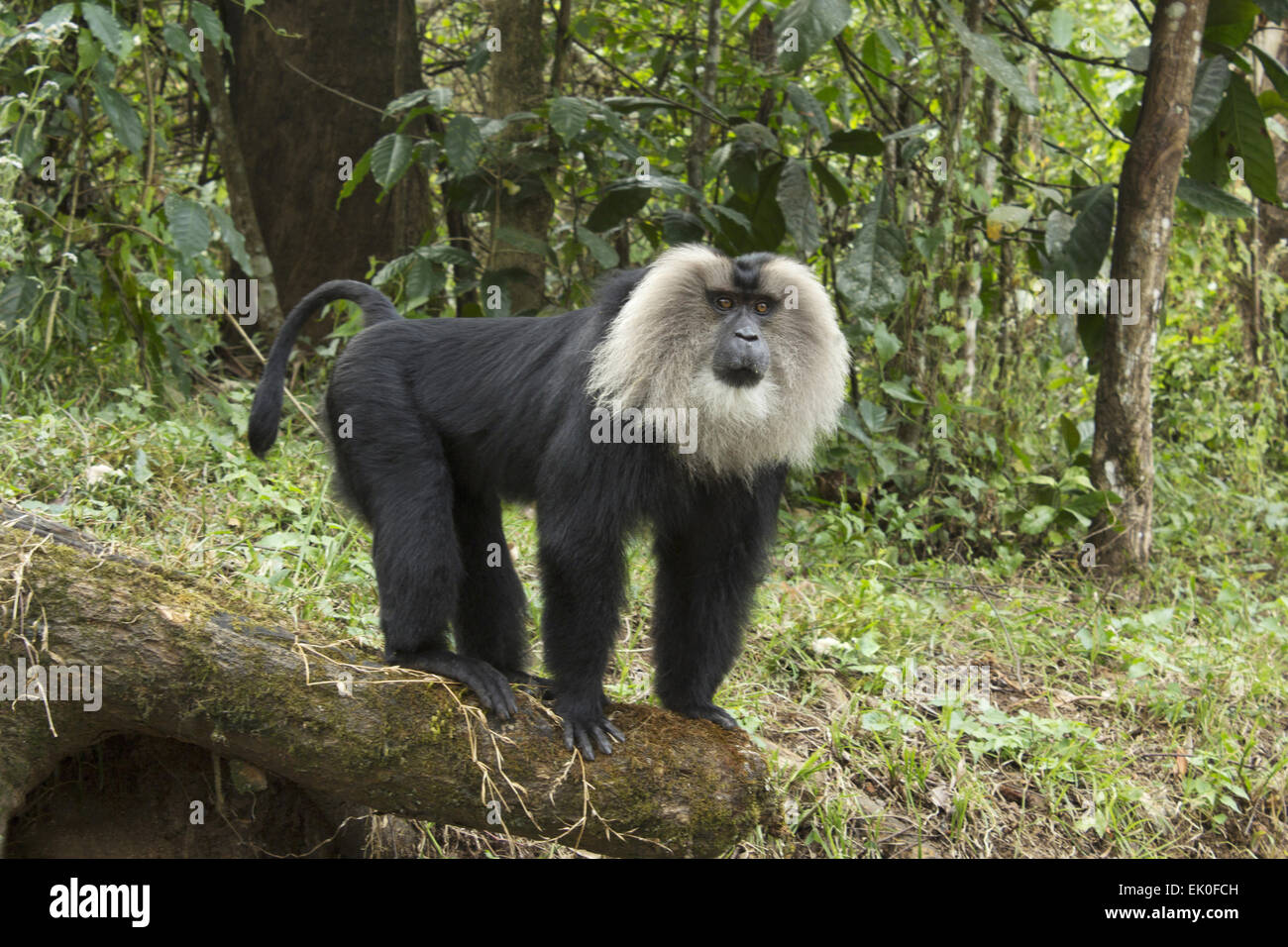 Lion tailed macaque, Macaca silenus, Cercopthecidae, Valparai ...