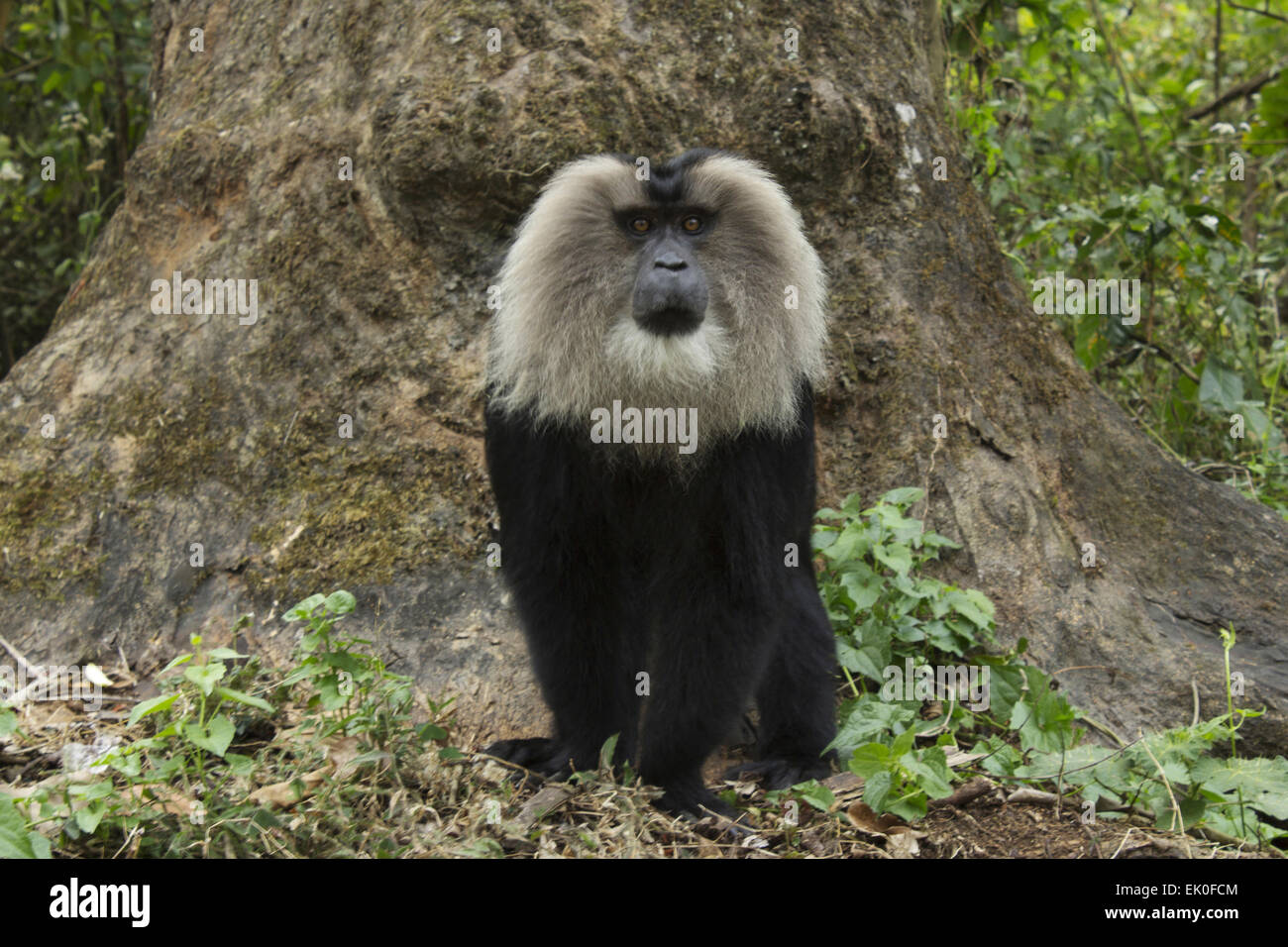 Lion tailed macaque hi-res stock photography and images - Alamy