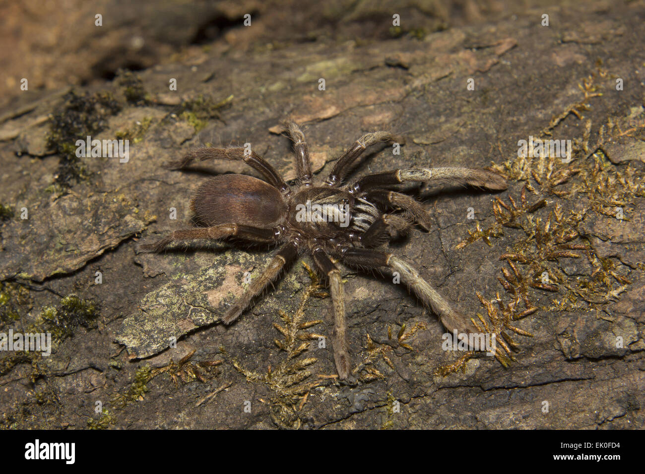Spiders of kerala hi-res stock photography and images - Alamy