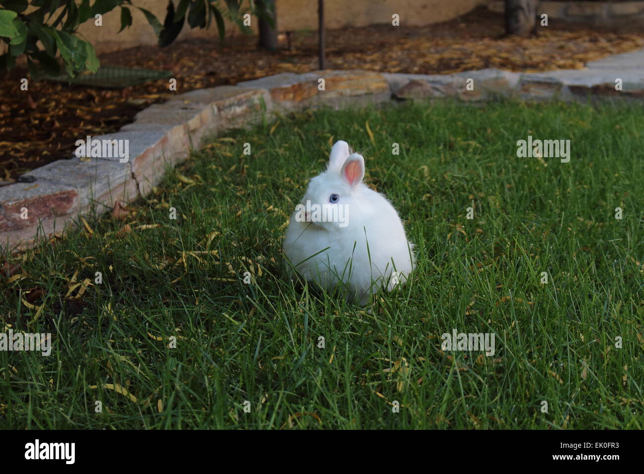 Picture of a White Jersey Wooly Rabbit in an outdoor grassy area with ...