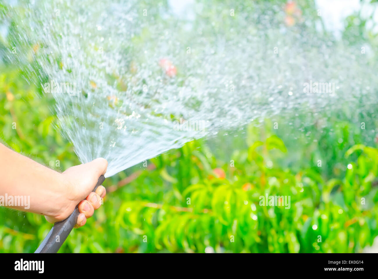 Working watering garden from hose Stock Photo - Alamy