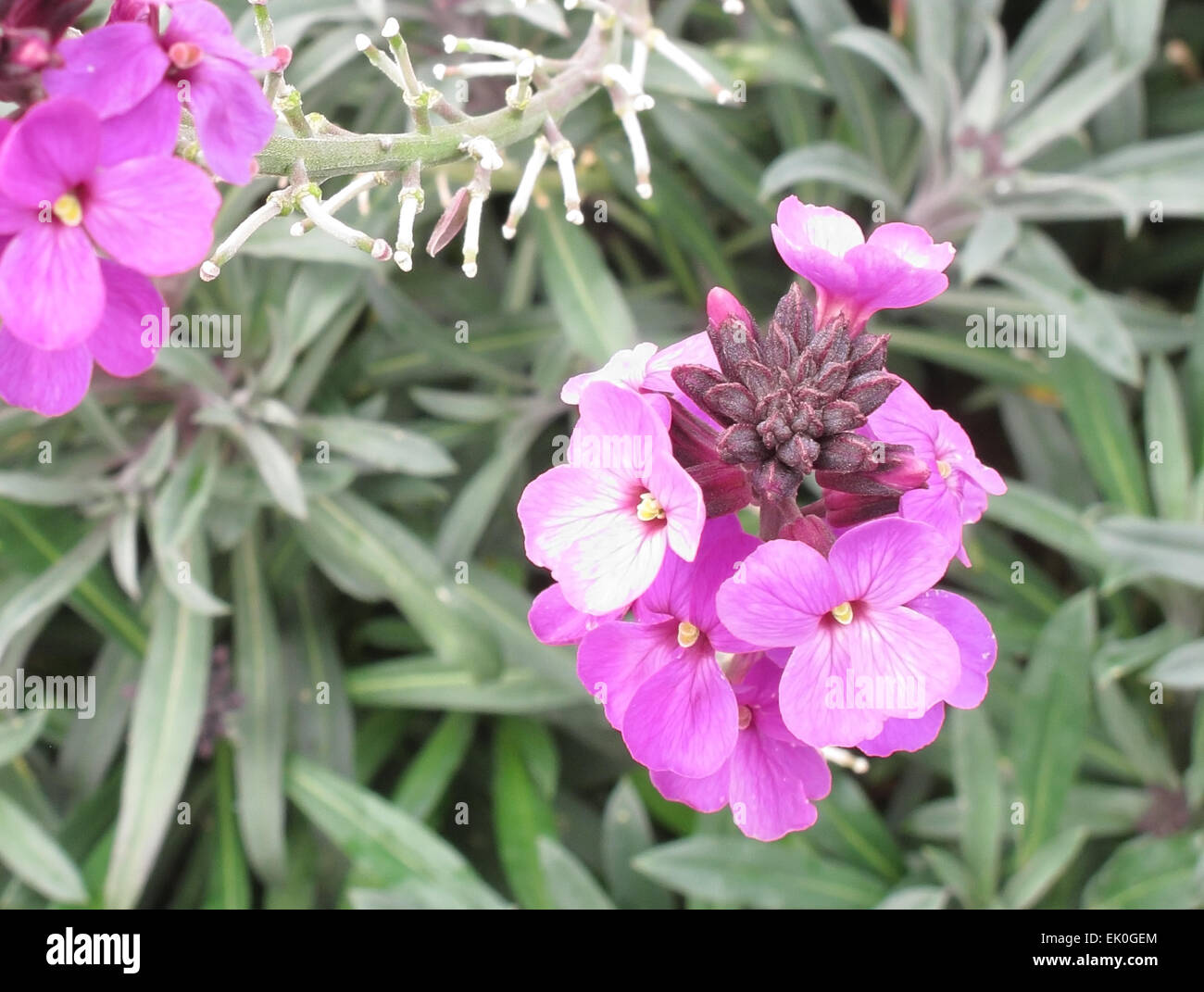 The Beautiful purple garden flower Erysimum Stock Photo - Alamy