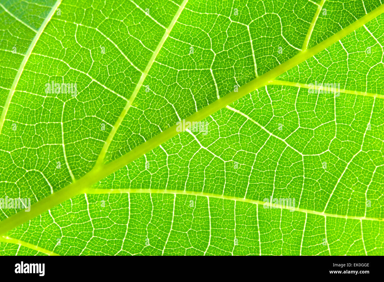 Visible leaf structure hi-res stock photography and images - Alamy