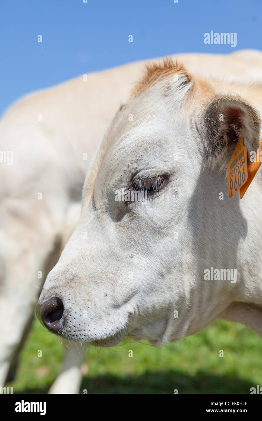 Adult cows hi-res stock photography and images - Alamy