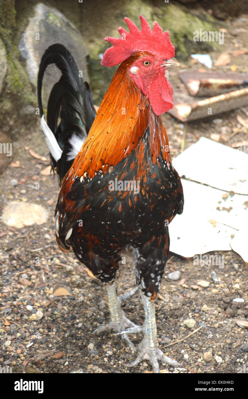 rooster in backyard Stock Photo - Alamy