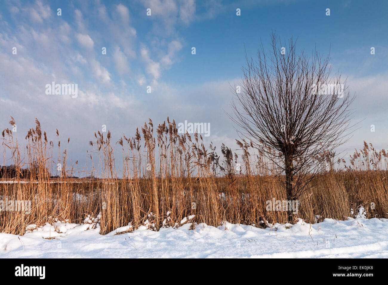 Reeds and snow hi-res stock photography and images - Alamy