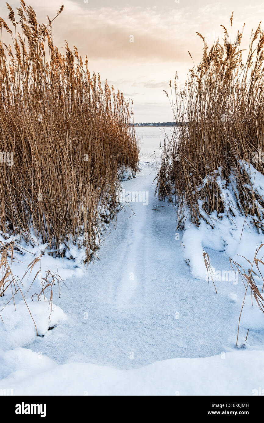 Shoreline reeds hi-res stock photography and images - Alamy
