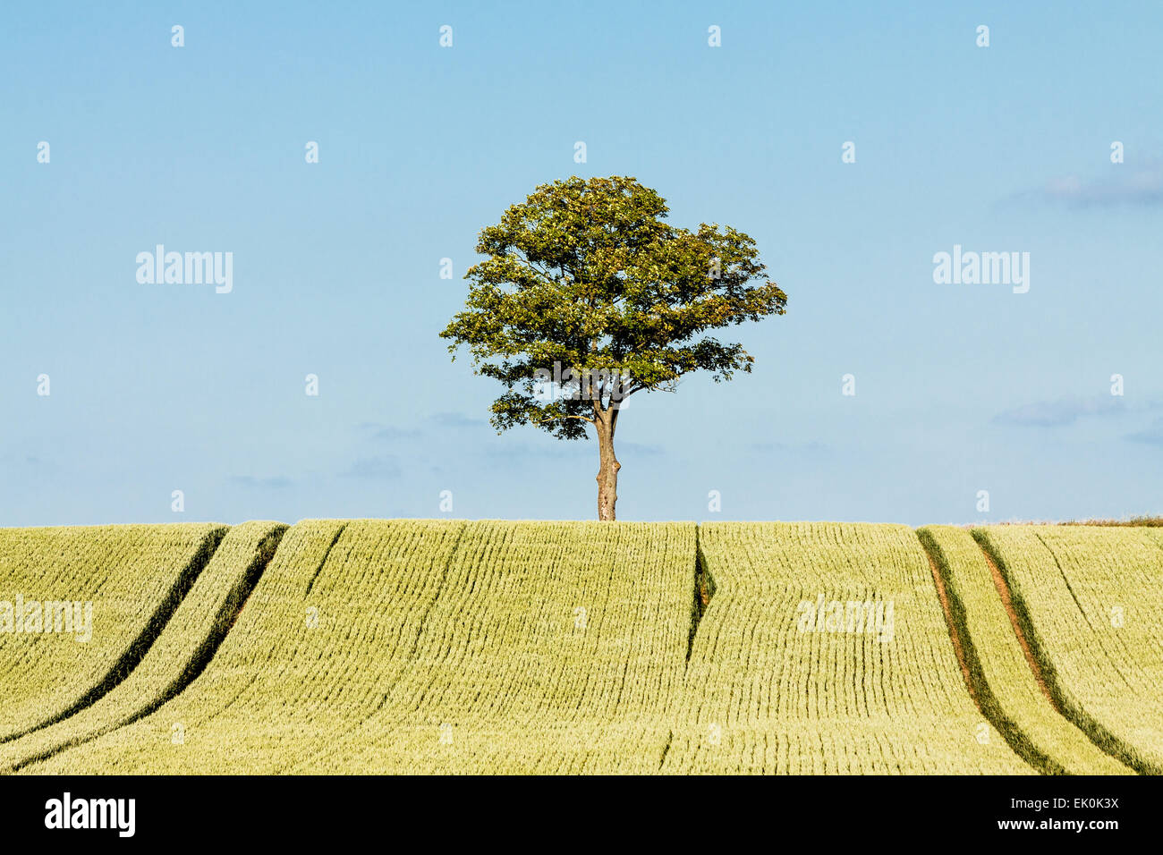 Tree on a corn field Stock Photo - Alamy