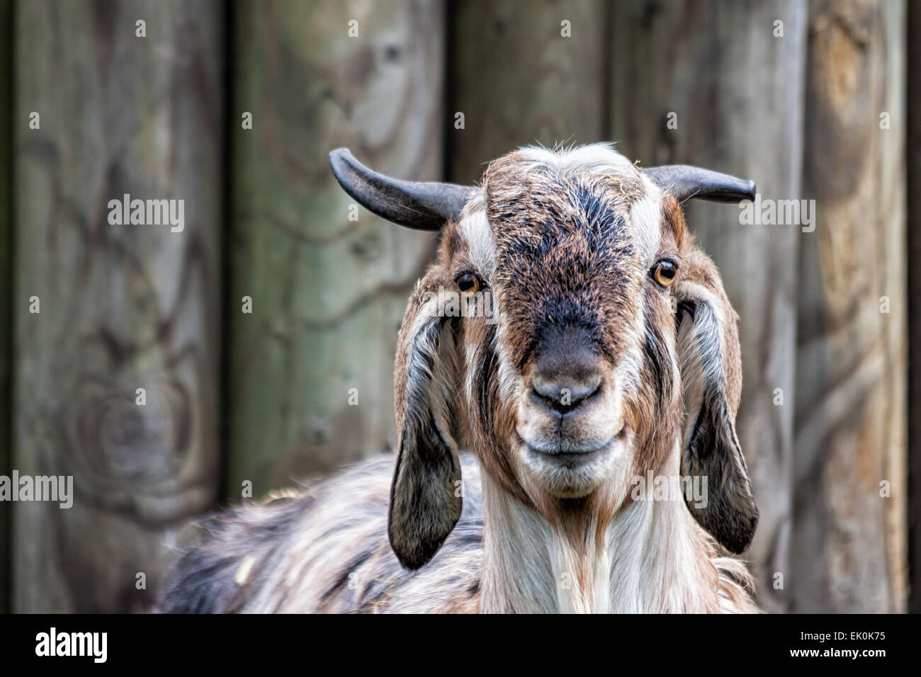 Portrait of a goat Stock Photo - Alamy