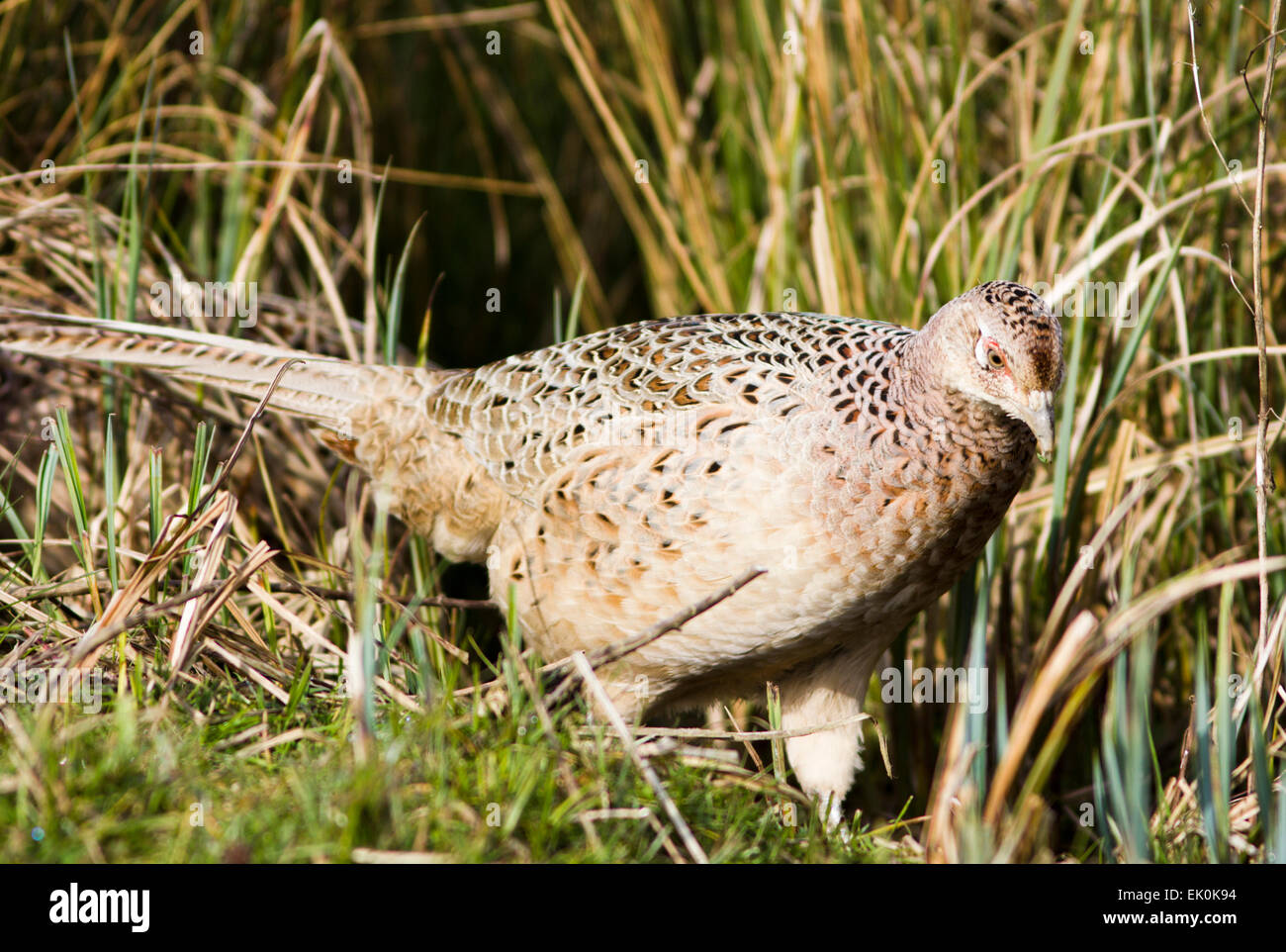 Female pheasant in woods hi-res stock photography and images - Alamy