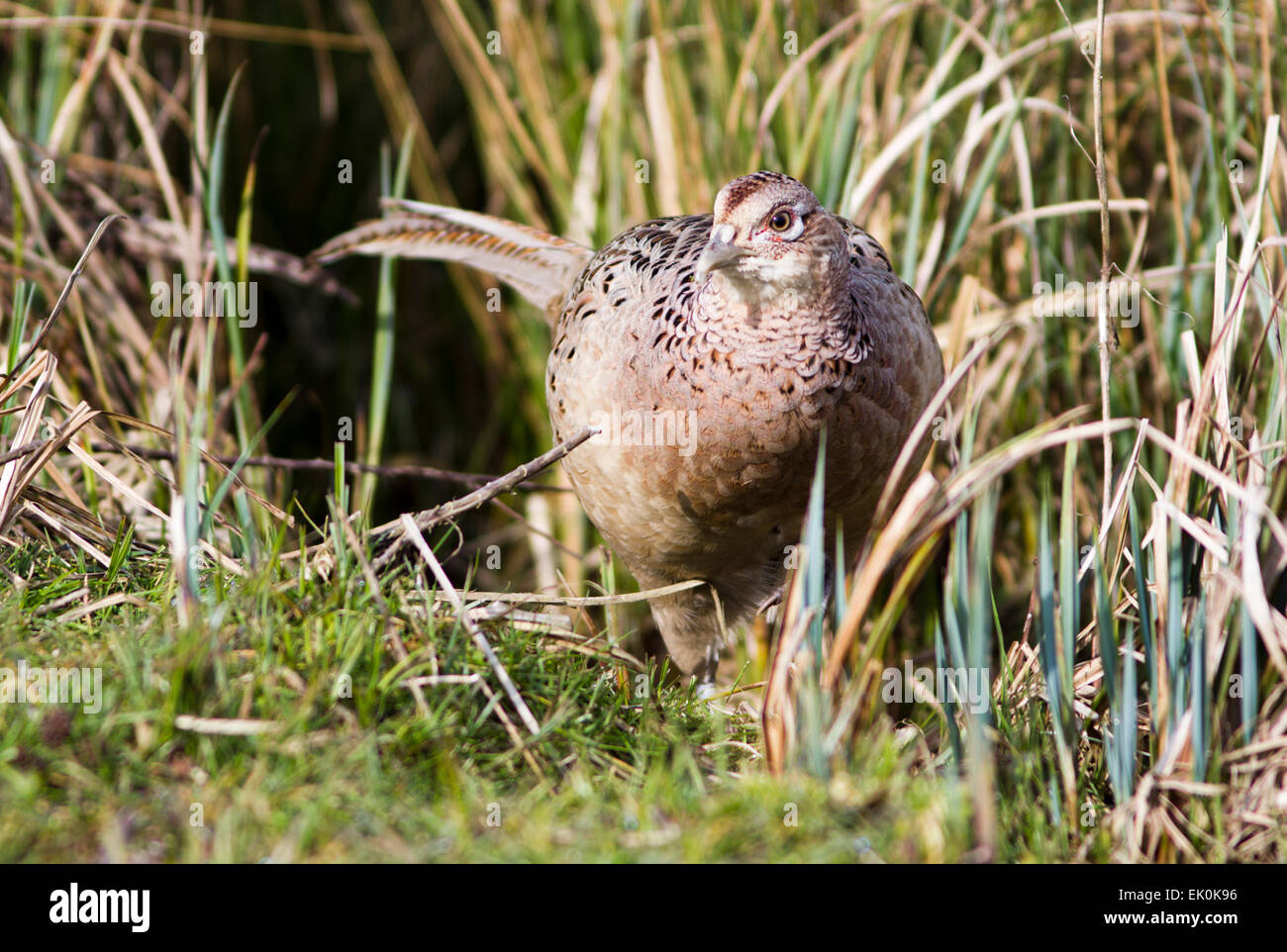 Pheasant in breeding plumage hi-res stock photography and images - Alamy