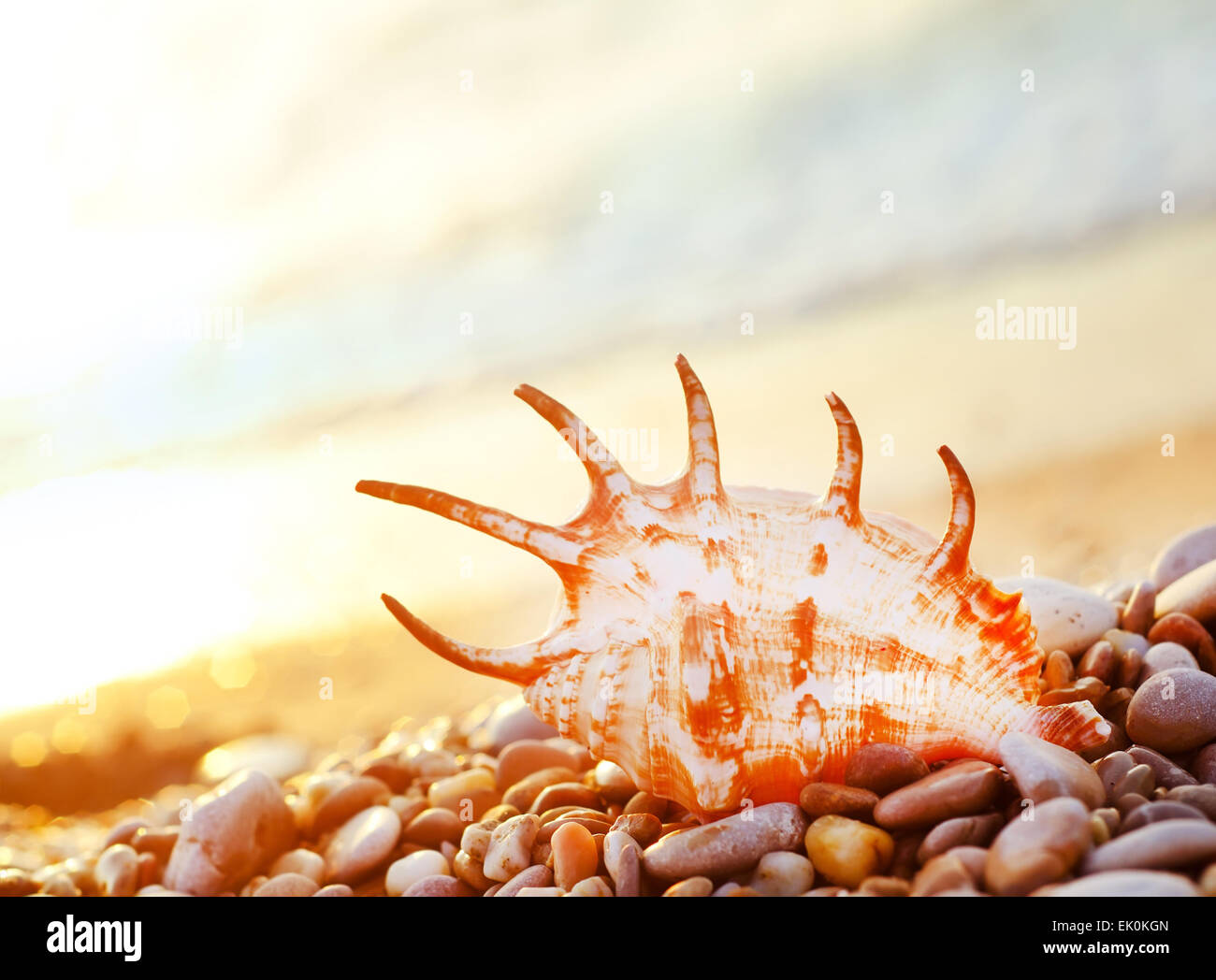 shell on the beach Stock Photo - Alamy